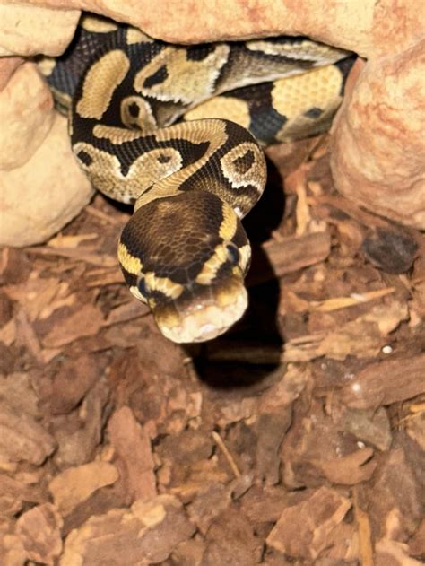 what morph is she🤔 r ballpythonmorph