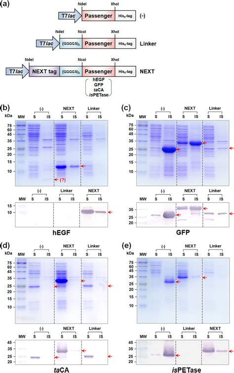 An Intrinsically Disordered Peptide Tag That Confers An Unusual