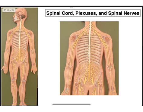 Spinal Cord Plexus And Spinal Nerves Quiz