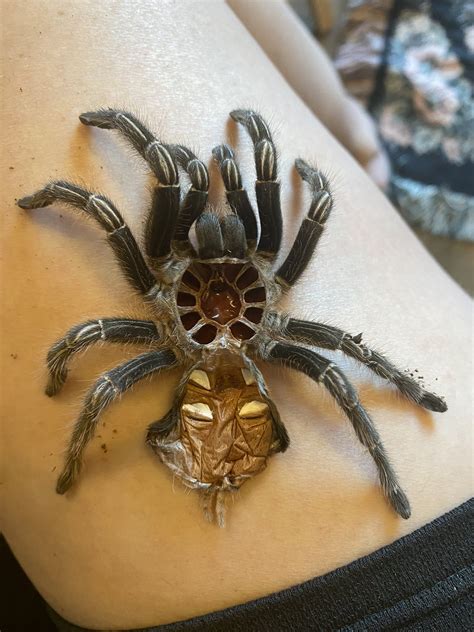 Rivet The Proto KBBirdy On Twitter If Anyone Knows How To Sex The Molts Hmu Https T Co