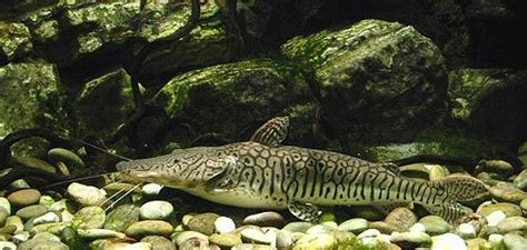 Pseudoplatystoma Reticulatum