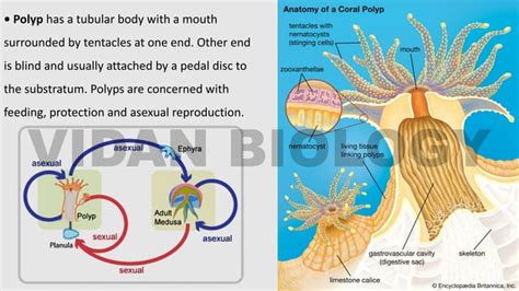 Polymorphism In Coelenterata Pdf