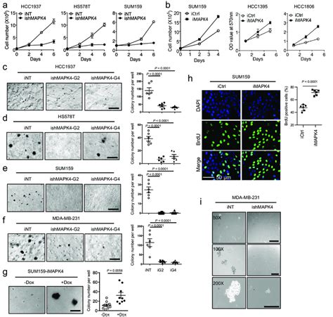 Mapk4 Promotes Tnbc Cell Growth In Vitro Proliferation Assays Download Scientific Diagram