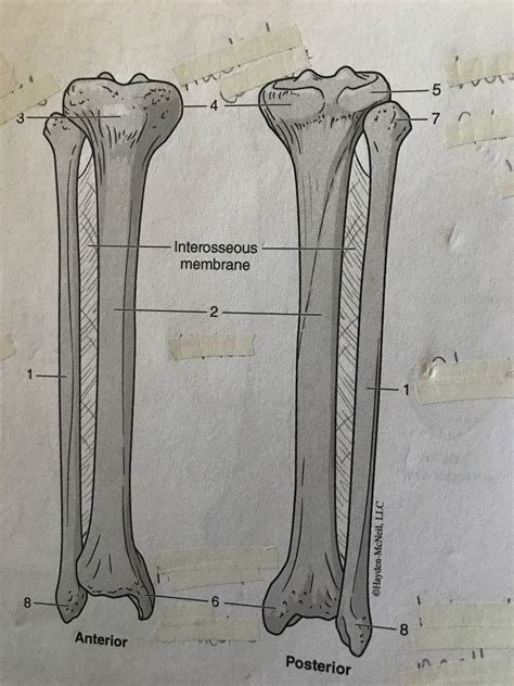 Tibia And Fibia Diagram Quizlet Tibia And Fibia Diagram Quizlet