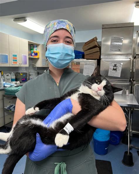 Cat Turns Internet Star After Post Op Photos By Operation Catnip