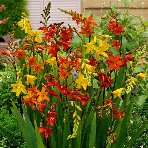Crocosmia Mixed Summer Bulbs Carbeth Plants