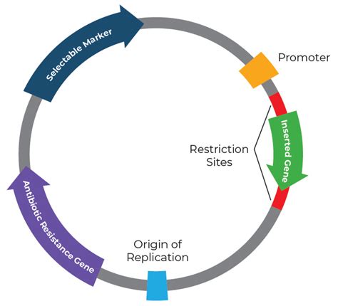 Vgxis Full Spectrum Plasmid Dna Solutions From Discovery To Commercialization Vgxi