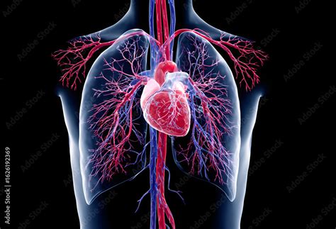 View Full Anatomy Circulatory Black Body Front System Background