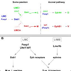Model Of Transcriptional Control Of LMC Myotopy
