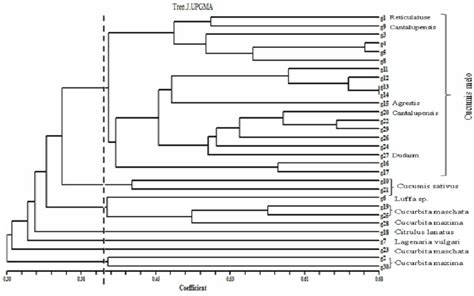 dendrogram based on jaccard s similarity coefficient and upgma
