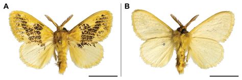 Euproctis Ceramozona Collenette 1931 A Dorsal View B Ventral View