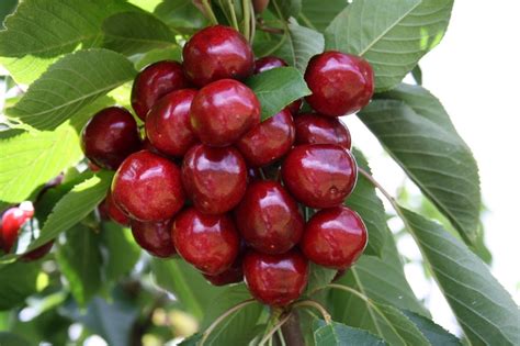 Australian Cherry Exports Rise In Value