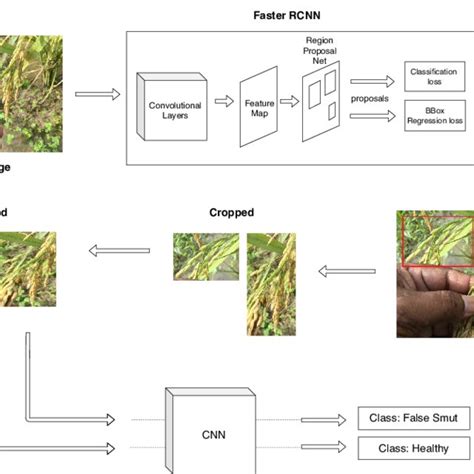 pdf rice grain disease identification using dual phase convolutional