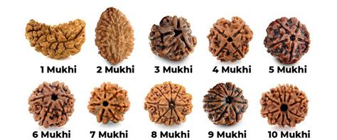 Types Of Rudraksha A Guide To Their Powers And Benefits The Divine Tales