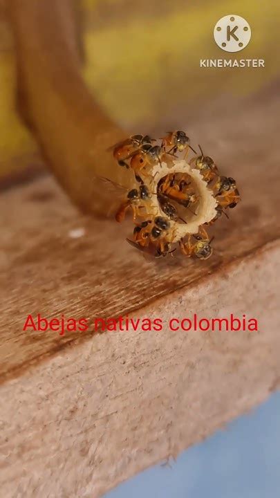 Larga Piquera De Abejas Tetragonisca Angustula Impresionante
