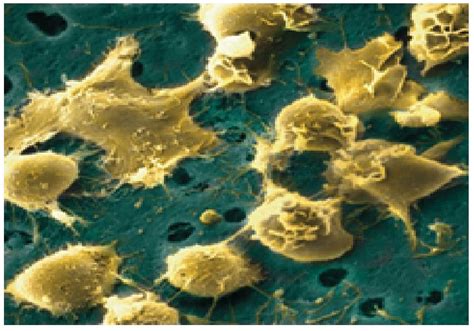 Celulas Madre Las Células Madre