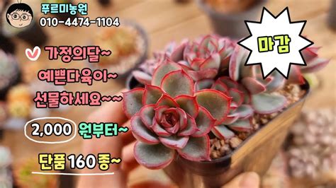 🤗가정의달~예쁜다육이 선물하세요~푸르미다육다육판매다육식물다육키우기korean Succulent Plants 천안다육대전다육충북다육청주다육多肉植物5월