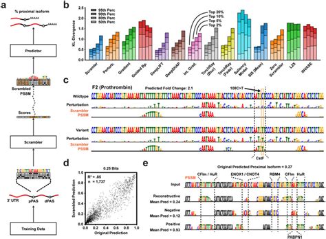 Interpreting Neural Networks For Biological Sequences By Learning