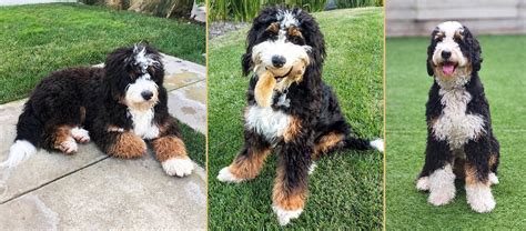 What Are The Differences Between Bernedoodle Coat Types
