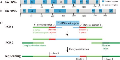 Structure Of Amplified Target Genes And Principles Of Library Download Scientific Diagram