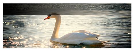 css opacity gradient with no border stack overflow