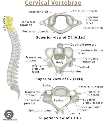 Vertebrae Flashcards Quizlet