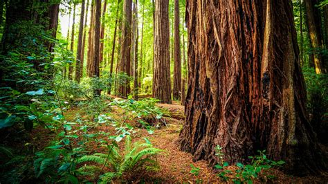 25 Best Things To See In Northern California In The Summer