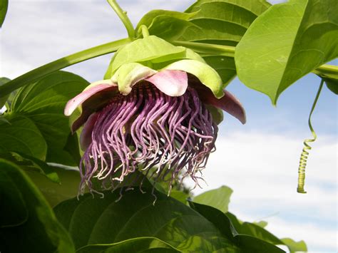 Passiflora Quadrangularis A Photo On Flickriver