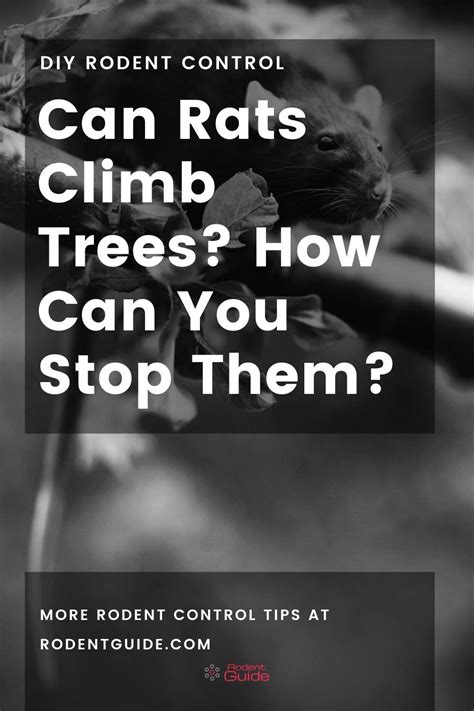 Can Rats Climb Trees Here Is How You Can Stop Them DIY Rodent Control