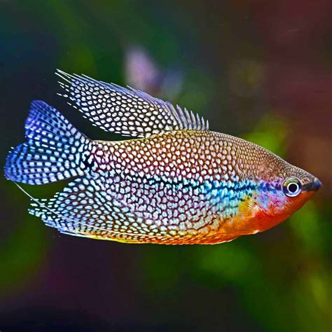 What Is A Pearl Gourami Pearl Gourami Care Complete Guide For