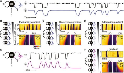 Hyperpolarization Activated Currents Drive Neuronal Activation Sequences In Sleep Current Biology