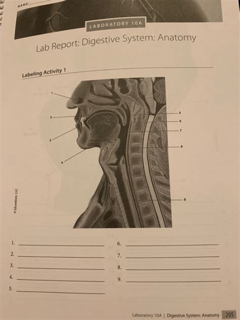 Solved NAME LABORATORY A Lab Report Digestive System Chegg