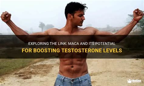 Exploring The Link Maca And Its Potential For Boosting Testosterone Levels Medshun