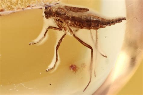 Fossil Short Winged Fungus Gnat Sciaridae In Baltic Amber 288169