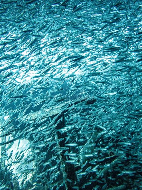 Silversides Schooling Inside The Wreck Of The Mr Bud In The Carribbean