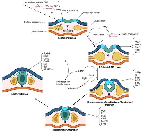 Molecular Signaling Directing Neural Plate Border Formation The International Journal Of