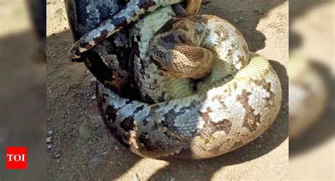 12 Foot Long Python Attacks Aged Woman In Gujarat Rajkot News Times Of India 12 Foot Long Python Attacks Aged Woman In Gujarat Rajkot News Times Of India