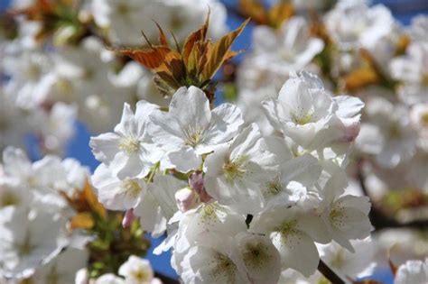 Prunus Tai Haku Great White Cherry Nature First Trees Semi