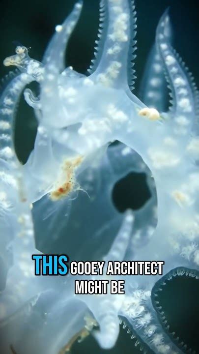 Giant Larvacean Secrets Revealed By Marine Biologist Youtube