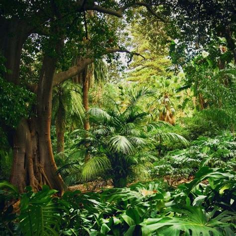 Selvas Húmedas Clima Flora Fauna Y Más ️ Postposmo ️