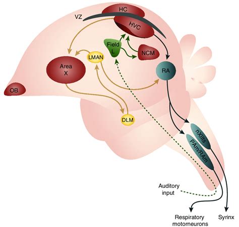 A Schematic Of The Neurogenic Regions In The Avian Brain Overlaid On
