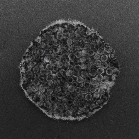 Biostructuring Food Structure Engineering Eth Zurich