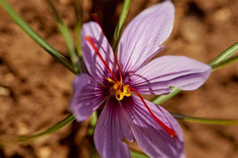 Inside The Ourika Community Gardens Ysl Beauty Commitments