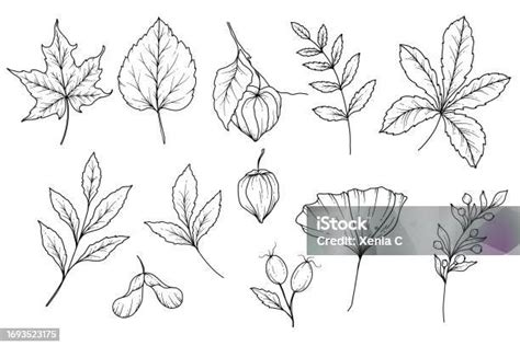 가을 꽃꽂이 윤곽선 가을 단풍 라인 아트 일러스트레이션 윤곽선 나뭇잎 배열 손으로 그린 그림 나뭇잎이 있는 가을 색칠 페이지 추수 감사절 준비 흰색으로 분리된 추수감사절