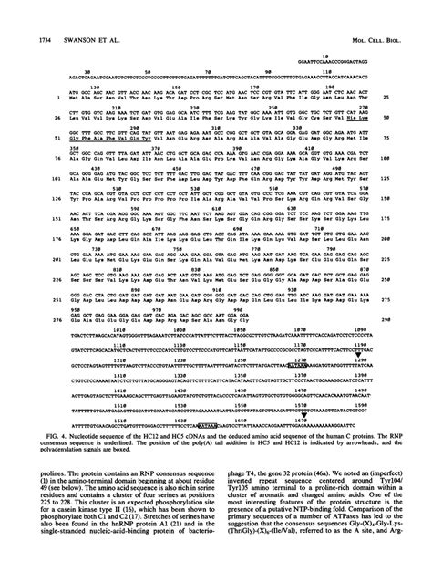 Primary Structure Of Human Nuclear Ribonucleoprotein Particle C Proteins Conservation Of