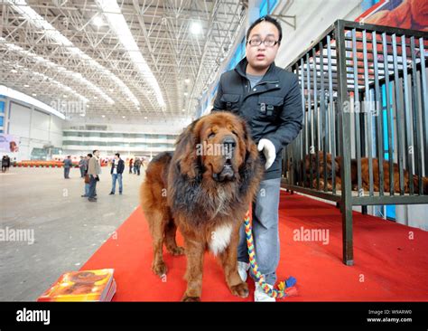 How Much Is A Purebred Tibetan Mastiff