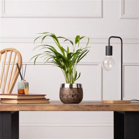 Areka Palma Dypsis Lutescens Poručite Biljku Online