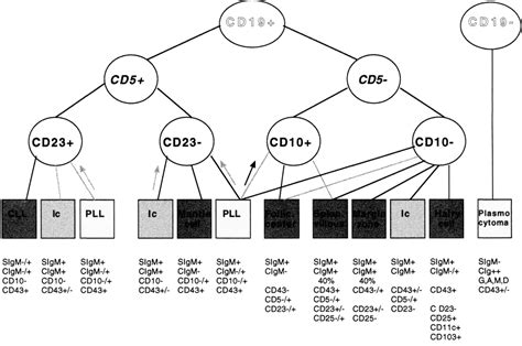 Figure 1 From Algorithm For Immunophenotyping Of Low Grade B Lymphomas