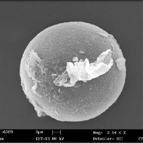 Sem Of Floating Microsphere Showing Internal View Of Batch Fm 15 Download Scientific Diagram