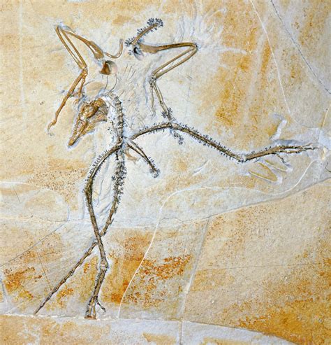 New Insights Into The Origins Of Flight From Ancient Archaeopteryx Fossil